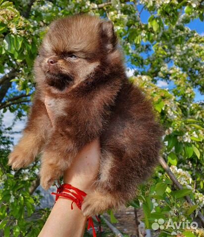 Куколка минюшечка девочка шоколадка