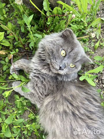 Котик Филипп ищет дом