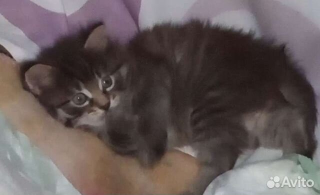 Котодетки в добрые ручки