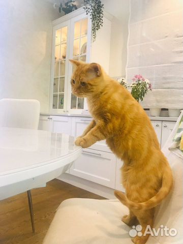 Британский кот