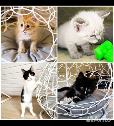 Котята, котёнок, много разных в добрые руки