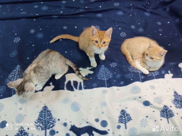 Котята