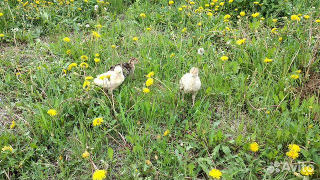 Продам индюшат, уток, бролер, несушек, цесарок