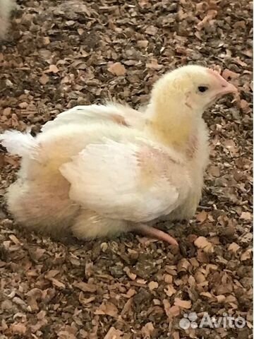 Цыплята бройлеры