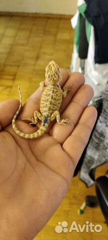 Бородатая агама