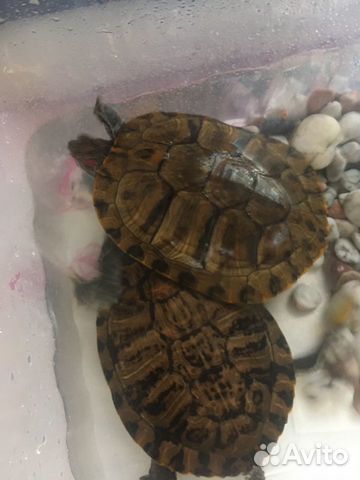 Черепаха