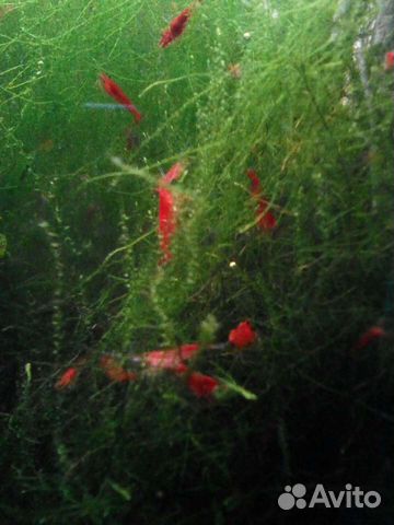 Яванский мох с креветками Вишня