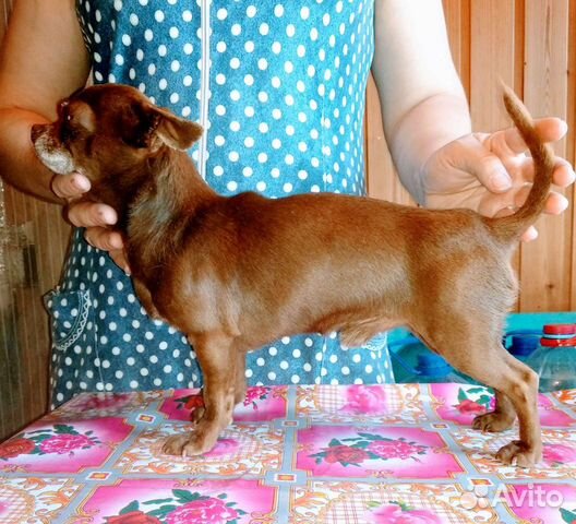 Кобель чихуахуа