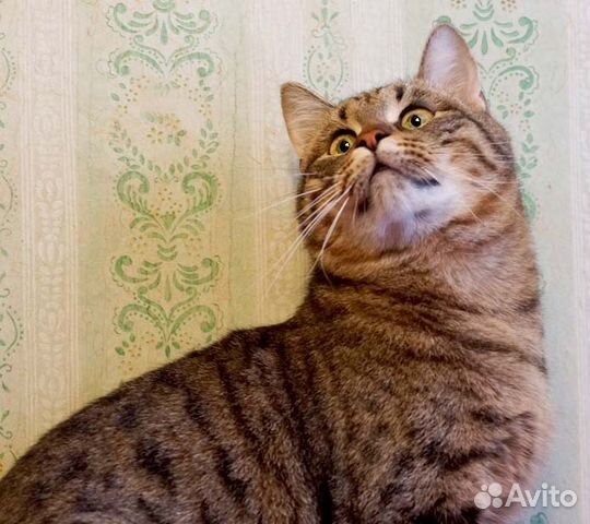 Яркий полосатик Максимка