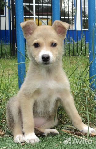 Метисы лайки