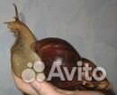 Улитки Ахатина Фулика стандарт