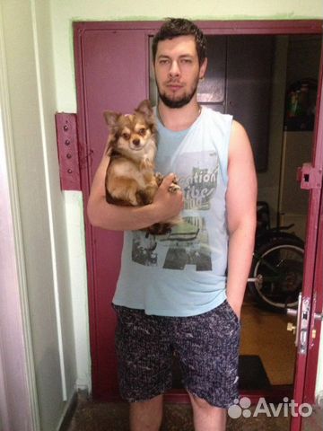 Чихуахуа мини мальчик Сонек