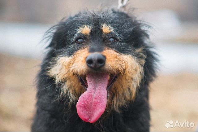 Степка хочет домой