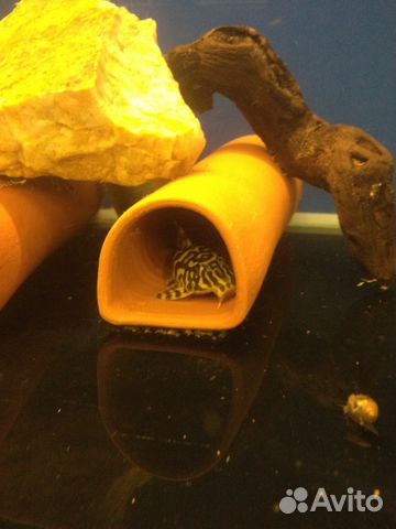 Номерные L сомы. L134,L340