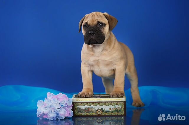 Бульмастиф