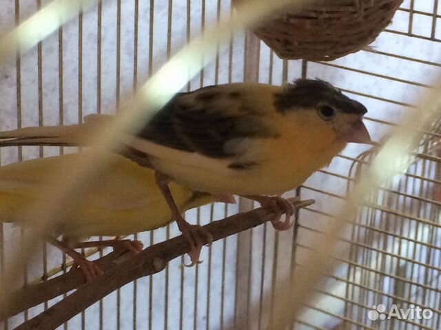 Продам канареек