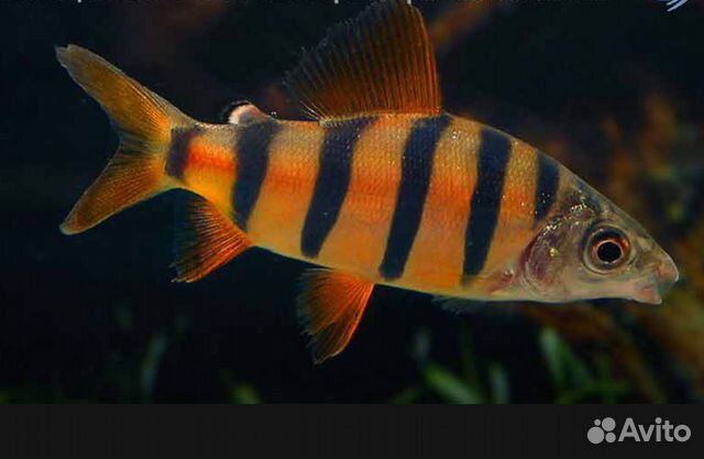 Дистиходус-зебра