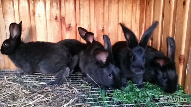 Кролики Серебро