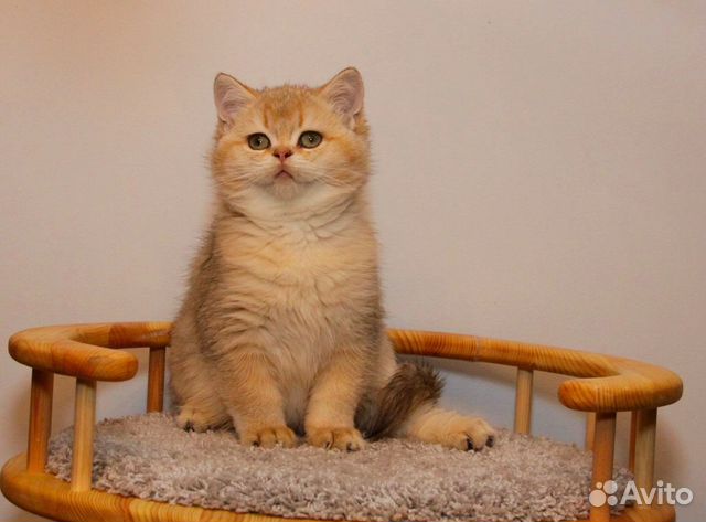 Teodor котик золотая шиншилла ny25