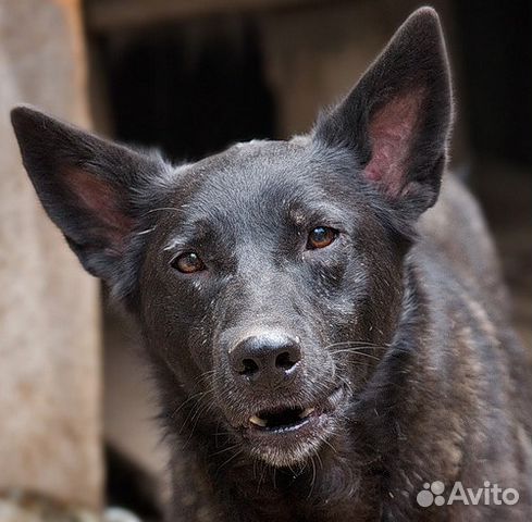 Фредди - веселый толстенький дедок ищет дом