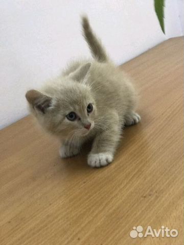 Котята из приюта в самые лучшие ручки