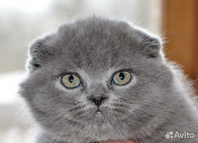 Вислоухие котята. 2 месяца