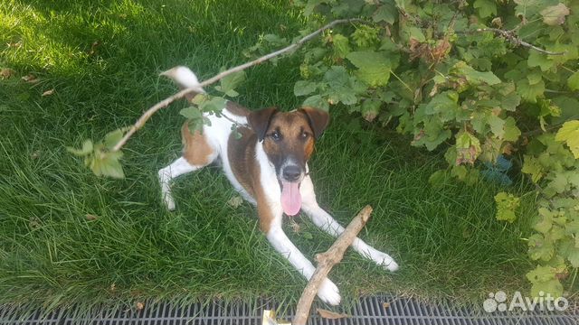 Щенки в добрые руки