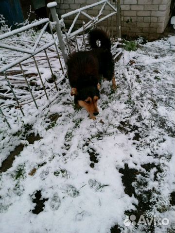 В добрые руки.охранника