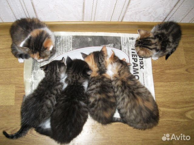 Домашние питомцы
