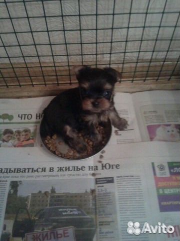 Элитные мини детишки