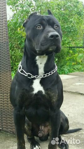 Вязка питбуль