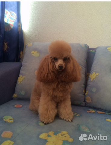 Той -пудель ищет подружку