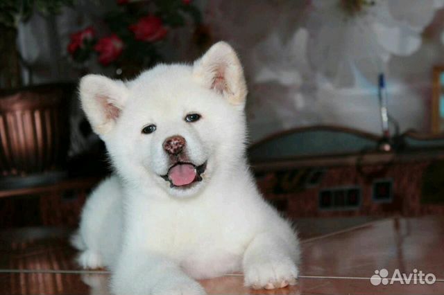 Рыжие и белые щенки акита-ину