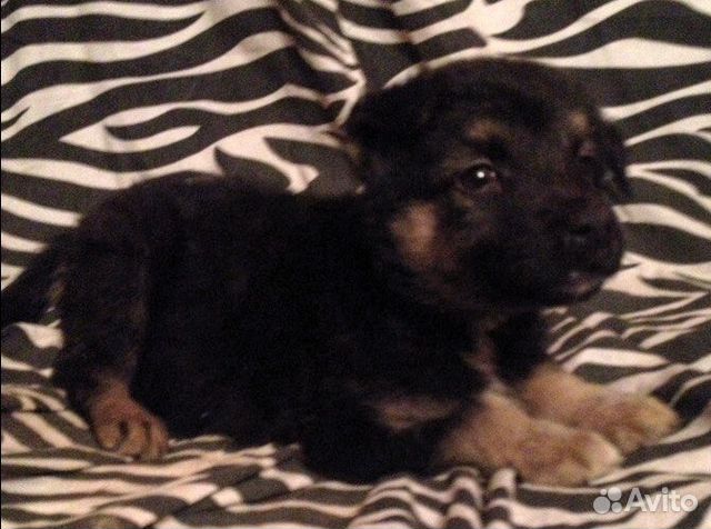 Кроха в дар