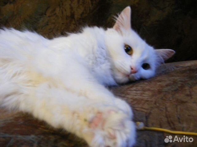 Бэллочка - белоснежная красавица (метис ангорской)