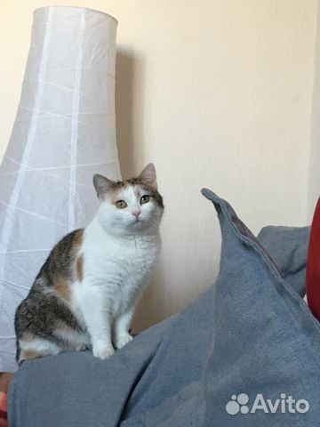 Ласковая кошка Яся ищет дом