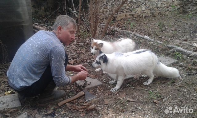 Разноцветные лисята