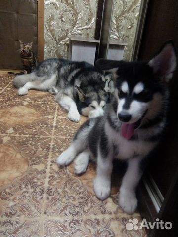 Продам щенка Аляскинский маламут
