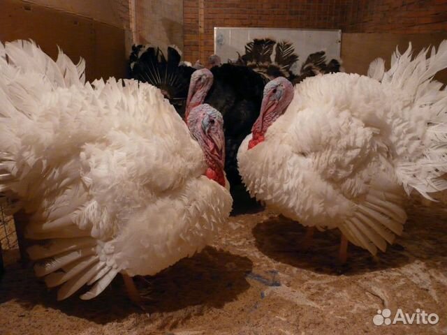 Индюшата тяжелого кросса