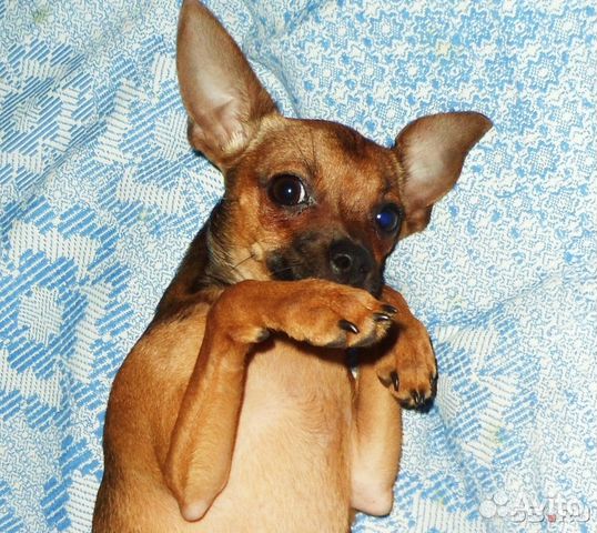 Той терьеры