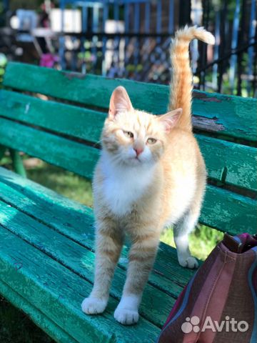 Солнечный котенок Лель на кладбище Москвы