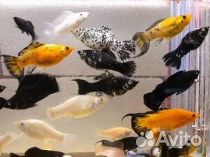 Аквариумные рыбки