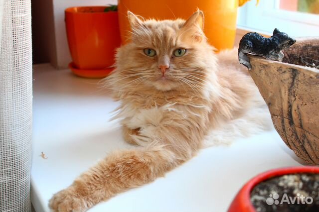 Кошка Кихар Хатум