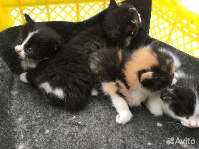 Чудо малыши 1 мес