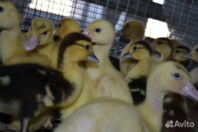 Мулларды индоутка