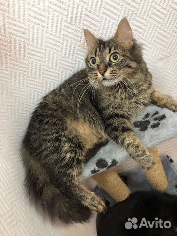 Красавица Челси ищет дом