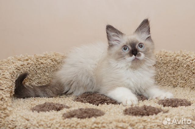 Чудесный невский маскарадный мальчик Яша с док-ми