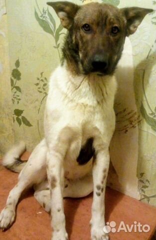 Добрыня ищет дом