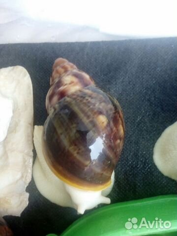 Архахатина.ахатина