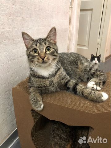 Веста ищет дом